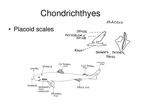 Ppt Phylum Chordata And Subphylum Vertebrata Powerpoint Presentation