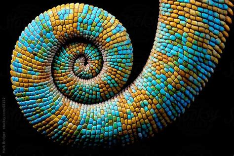 Patterns In Nature Chameleon Tail Geometry In Nature Sacred Geometry