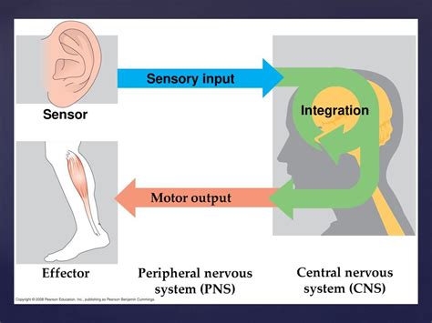 Neurons Synapses And Signaling Ppt Download