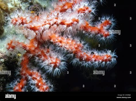 Close Up Of Outstretched White Coral Polyps Of Red Coral Corallium