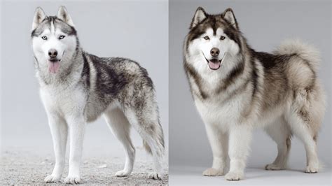 What Is The Difference Between Alaskan Husky And Siberian Husky