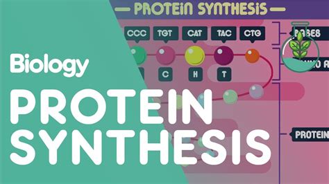 Protein Synthesis Flow Chart Worksheet Answers