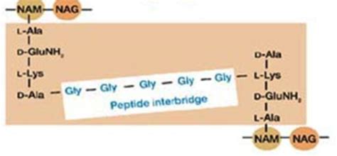 Lec 1 Intro Flashcards Quizlet
