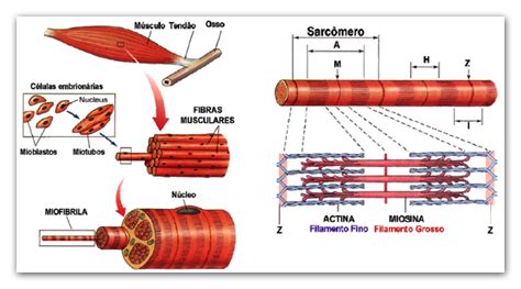 Quais As Principais Características Do Tecido Muscular Descomplica