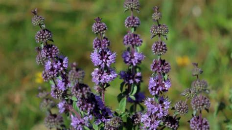 14 Plants That Repel Mosquitoes Best Mosquito Repellent Plants