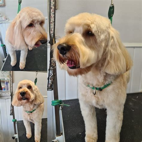 Beautiful Benson And Maya Cockerpoo Doodle Dogz Grooming