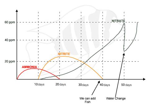 How To Get Rid Of Ammonia In Your Aquarium Québec Cichlidés