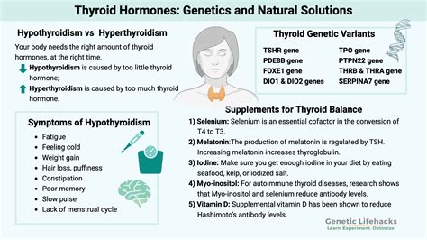 Thyroid Gland Hormones And Thyroid Function Tests In Me