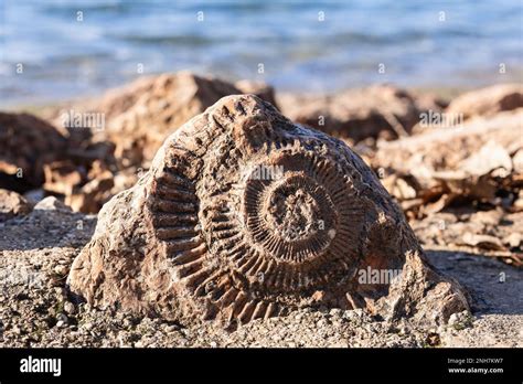 Paleontological Stone Fossil In The Form Of An Ancient Mollusk Shell On The Shores Of Lake