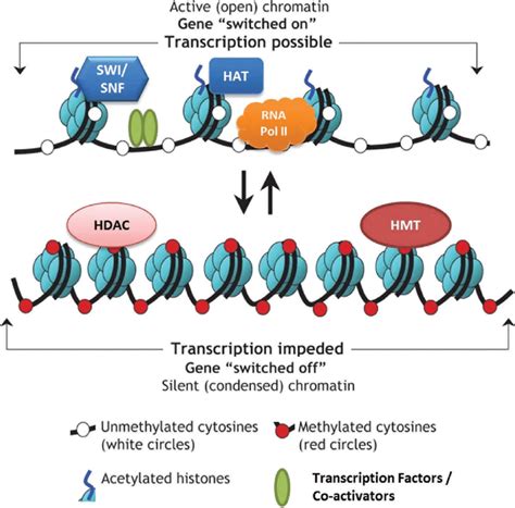 What Epigenetic Marker Causes Chromatin To Open Up At Victoria Ranford Blog