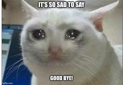Bye Cat Memes Kitty Only Zone Funny Fluffy Feline Memes Featuring