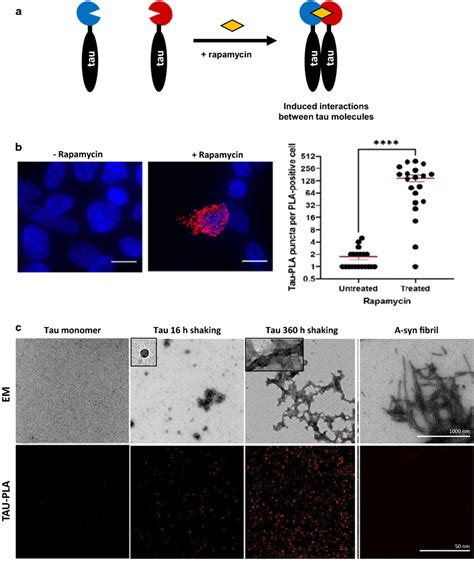 Tau Tau Interaction Is Detected By Tau Pla A Inducible Homomeric Tau Download Scientific
