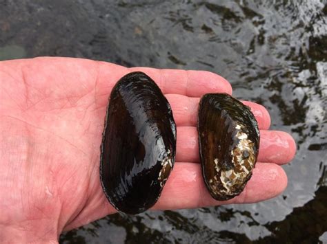 Western Pearlshell Mussel Washington Department Of Fish And Wildlife