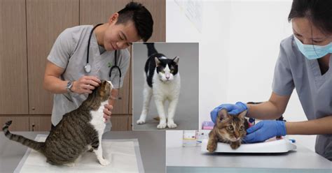 More Than 24000 Pet Cats Licensed In Spore Avs Planning To Hold Over