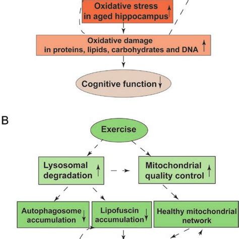 Proposed Model On The Mechanisms By Which Exercise Regulates Cognitive Download Scientific