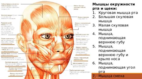 Мышцы головы и шеи презентация