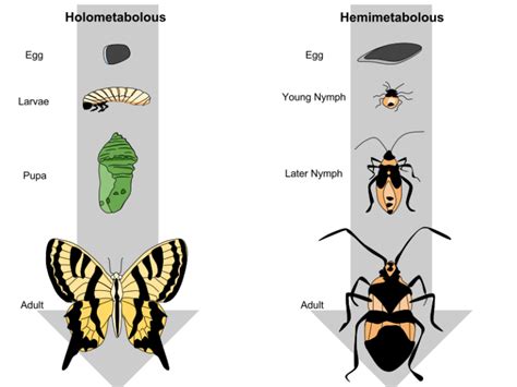 Metamorphosis And Insect Development ClassNotes Ng