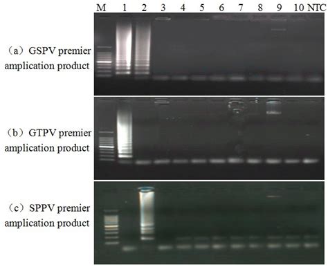 Specificity Of Lamp For Detection Of Different Pathogenic Nucleic Acids