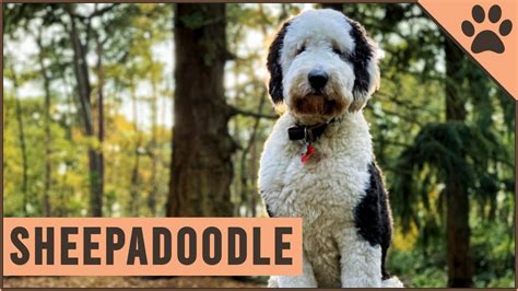 Sheepadoodle Mix Of Poodle And Old English Sheepdog Youtube