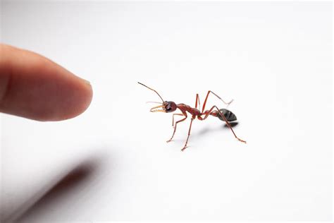 Ant Stings Can Be Painful Heres How To Avoid Getting Stung This