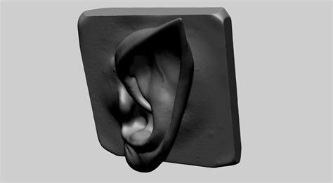 Ear Model C 3d Model Cgtrader