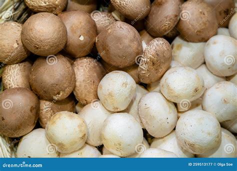 A Cultivation Of White And Black Button Mushroom Agaricus Bisporus On