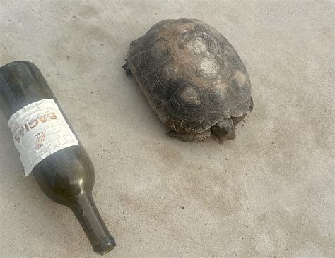 Confirm Sex Of Desert Tortoise R Tucson