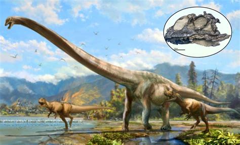 Most Complete 165 Million Year Old Sauropod Skull Found In China