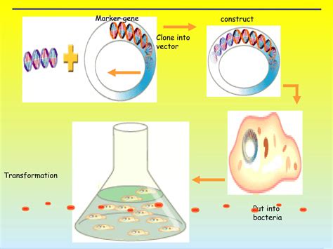 Gene Transfer Techniques Ppt Gene Transfer Techniques Ppt