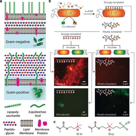 Multivalent Binding Between Biomacromolecules And Synthetic Polymers