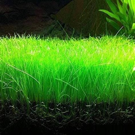 Eleocharis Pusilla Hairgrass Approx 10 To 20 Rhizome Low Tech