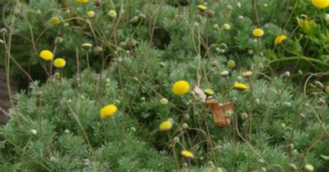 Cotula Hispida Goudknopje Vedermos Bloemenpark Appeltern
