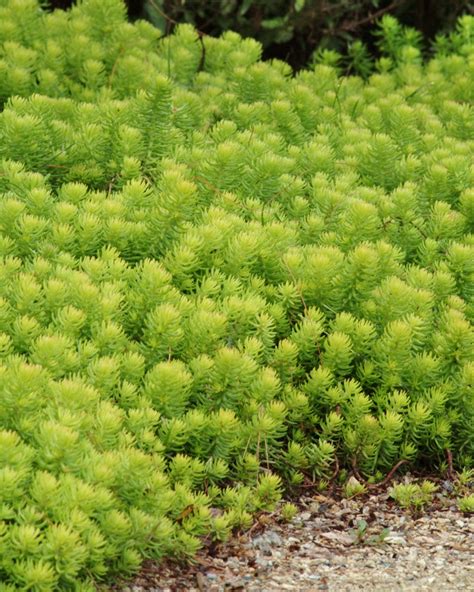 Sedum Rupestre ‘angelina James Greenhouses Perennial Plugs And Specialty Propagation