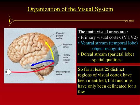 Primary Visual Cortex V1
