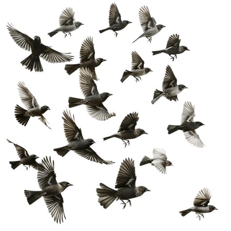 Flock Of Birds Beautiful Flock Of Birds Stunning Aerial Birds