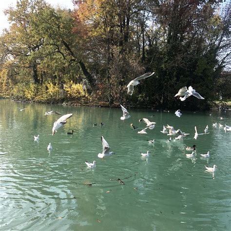 Голуби 🕊