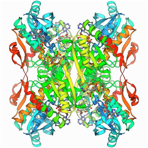 Phosphofructokinase Bacterial Enzyme Photograph By Laguna Design