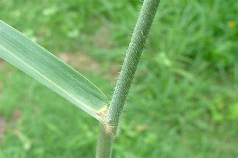 Megathyrsus Maximus Var Maximus