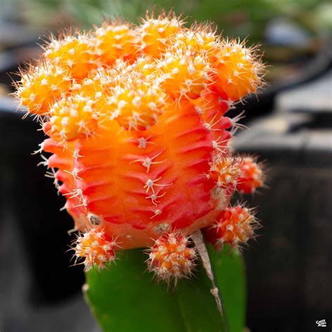 Grafted Moon Cactus — Green Acres Nursery And Supply