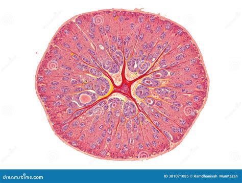 A Microscopic Cross Section Of A Polymer Composite Offering A Detailed