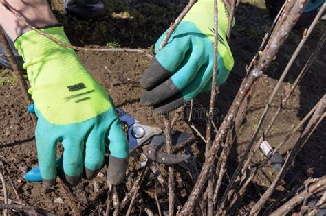 How To Prune A Currant Bush Spring Pruning Shrubs In The Garden Stock