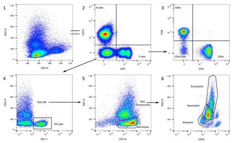 A Flow Cytometry Based Examination Of The Mouse White Blood Cell
