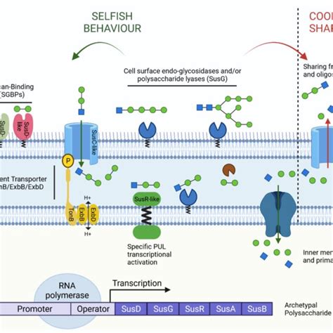 Nutrient Acquisition Strategies In Two Common Trophic Behaviours The