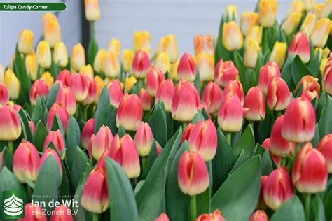 Candy Corner チューリップ Jan De Wit En Zonen B V