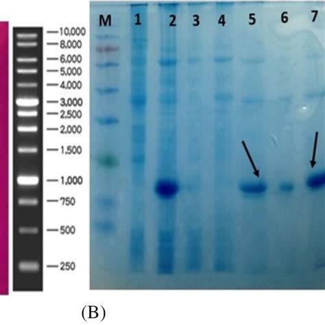 Designing Construct A Schematic View Of Recombinant Constructed Download Scientific Diagram