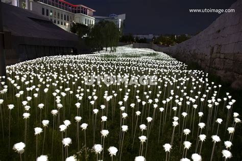 하얀색 장미 조명 야경 Onepro 사진 조명 장식 장미 빛 도시 풍경 인공 불빛 플라워 멋있는 공원 야경 오브젝트 감상 관광 동대문