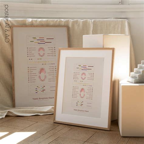 Teeth Eruption Chart Educare Design