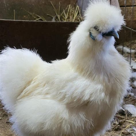 Silkie White Bearded Crested Chicks Chicken Scratch Poultry