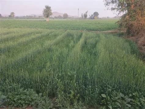 Beej For Germination At ₹ 60kg In Sabarkantha Id 2853587498488