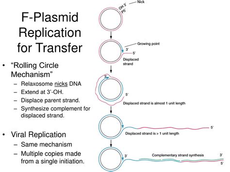 Ppt Genetic Variability In Bacteria Powerpoint Presentation Free
